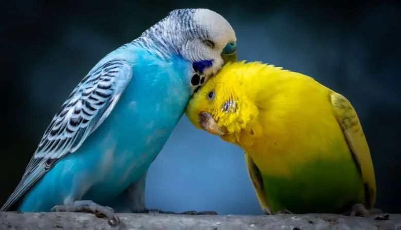 ¿Por qué hay aves que no se adaptan al cambio climático? - Primera Página